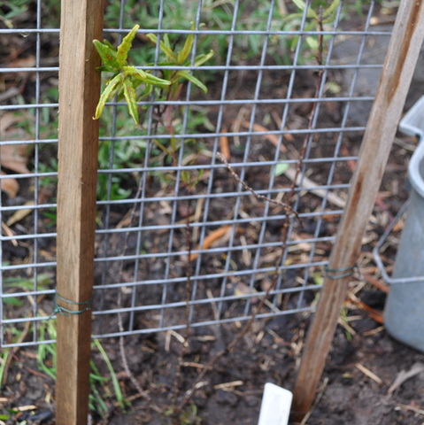 Northcote Library Food Garden: Indigenous / Native Food Garden