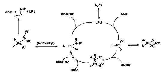 Buchwald-Hartwig Cross Coupling Reaction