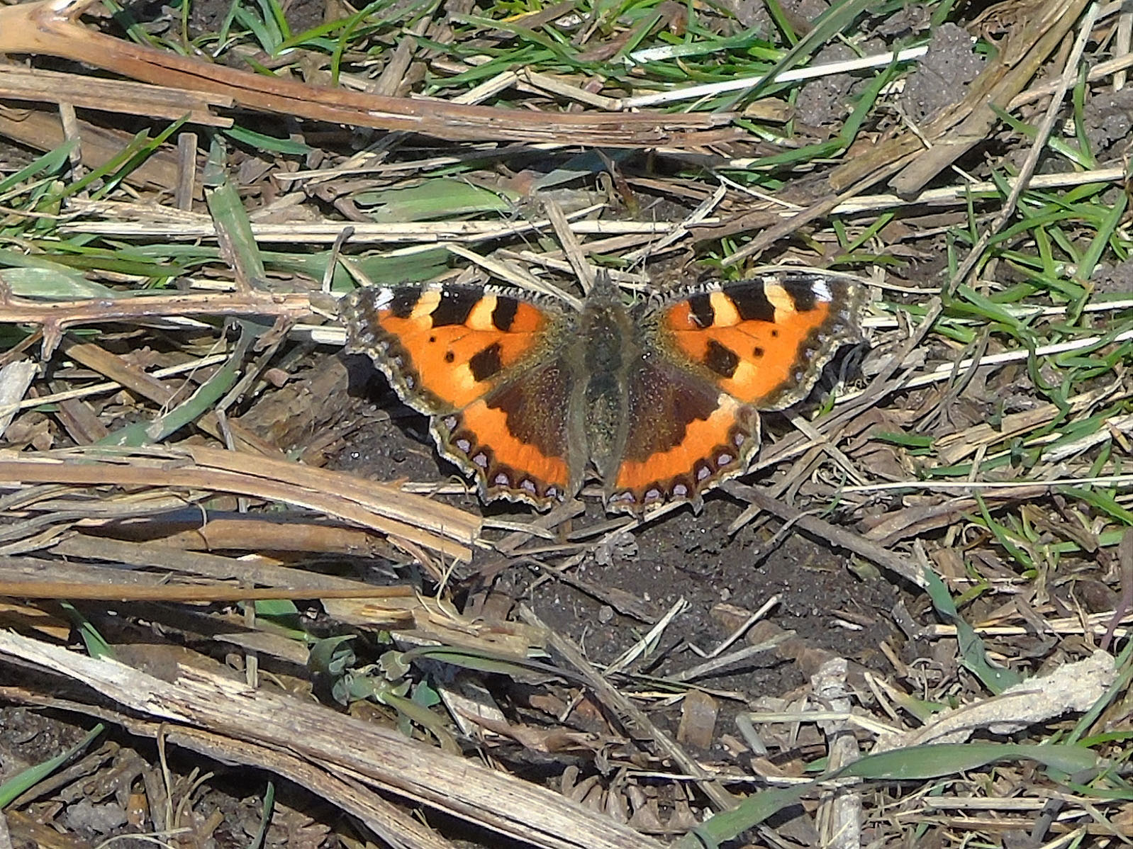 Hilbre Bird Observatory: 24th March 2017