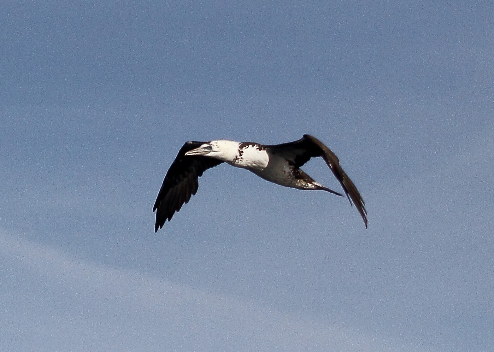 AVESANTURTZI: Aves marinas con Avescantabricas