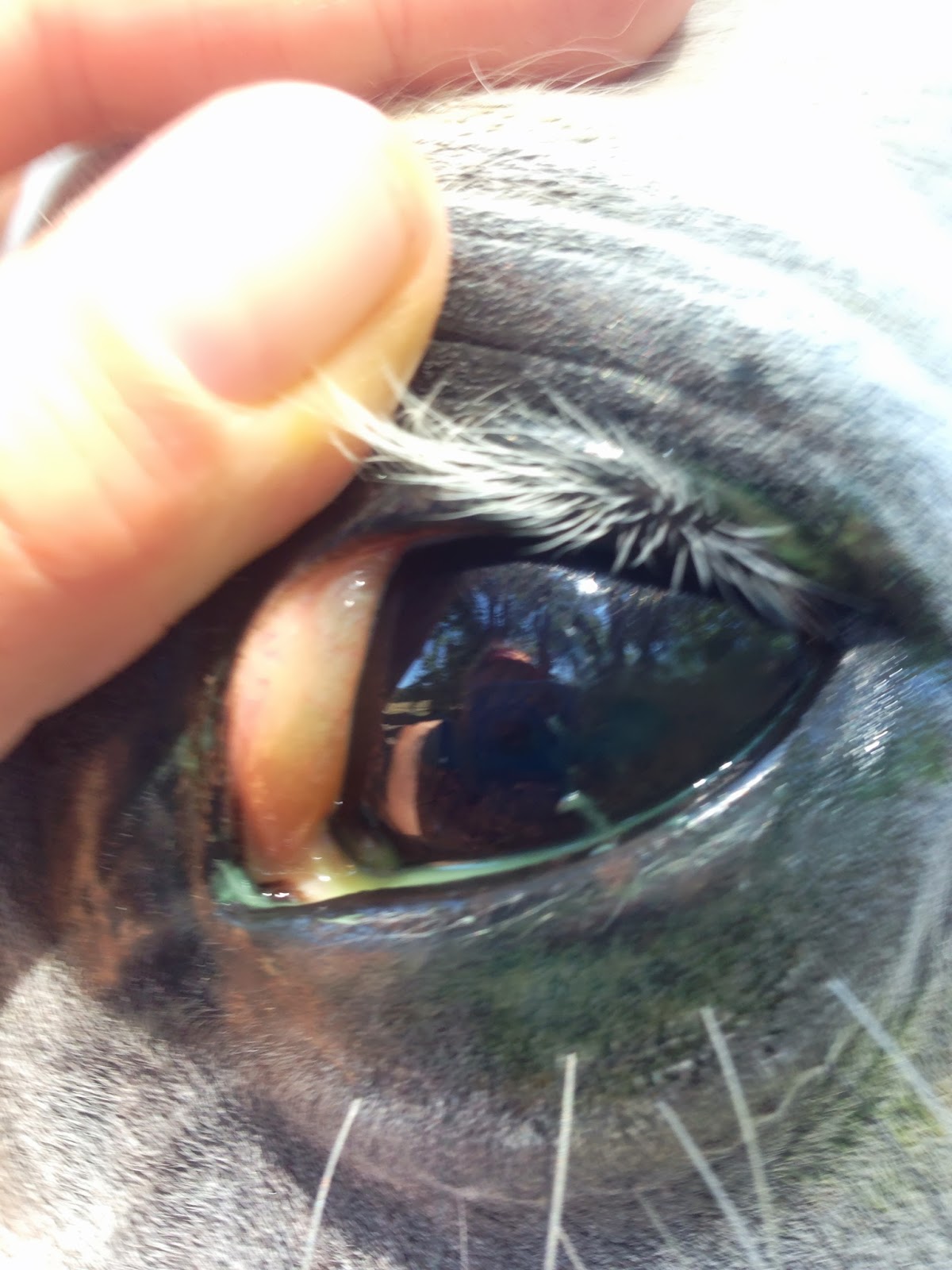 Trotting Down the Trail: Conjunctivitis