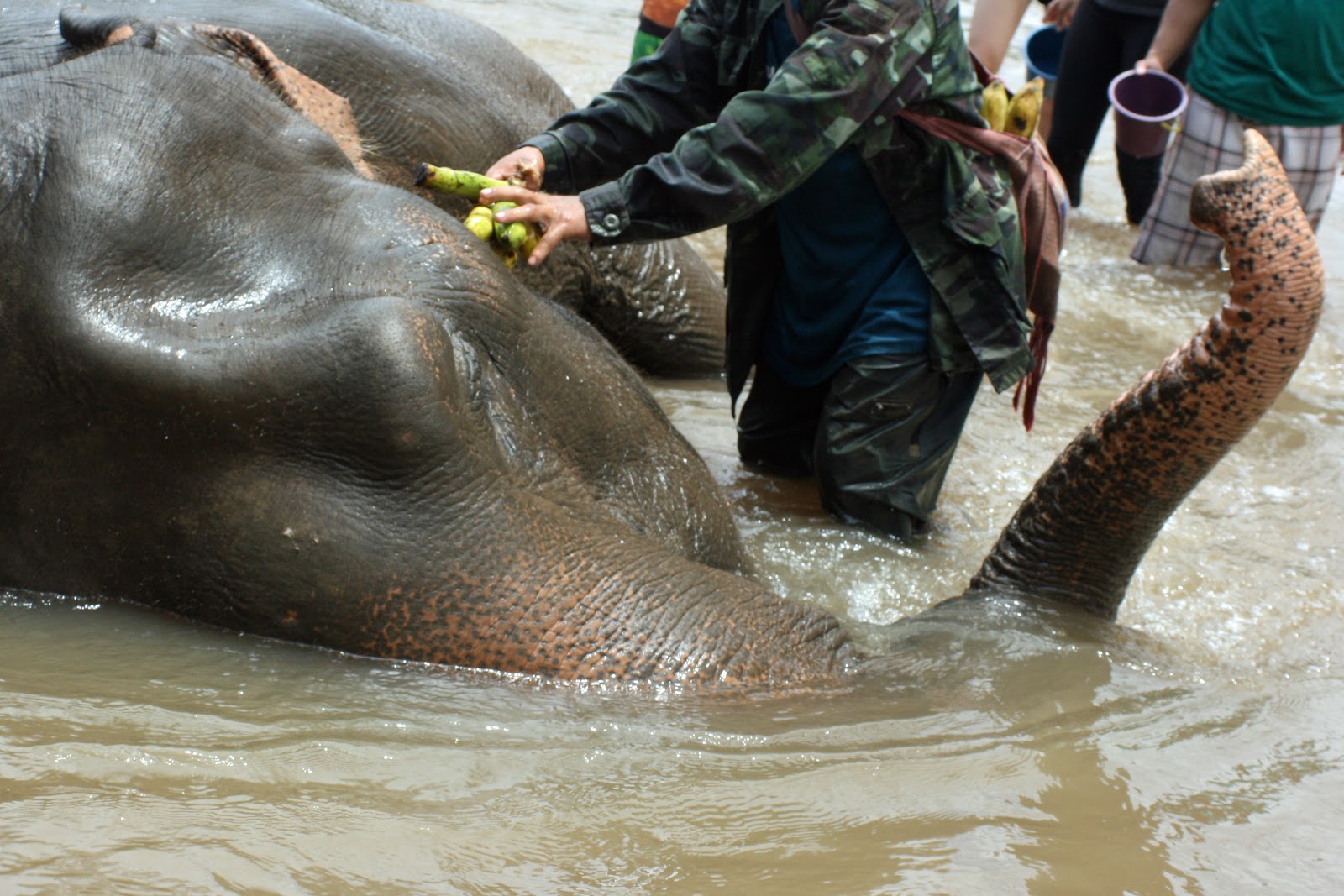 Extravagation: Elephunk