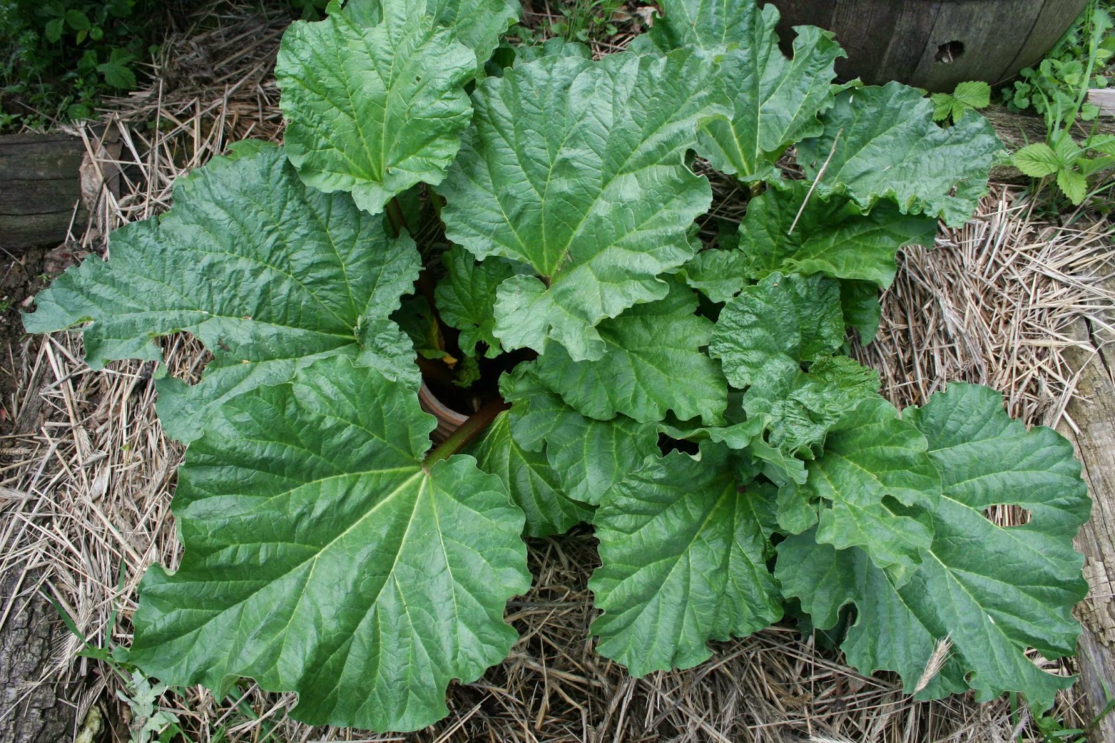 HIŠA Z VRTOM: RABARBARA