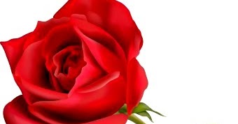 Paling Keren 21+ Gambar Bunga Ros Cantik - Gambar Bunga Indah