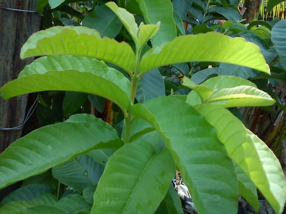 Fungsi Bunga pada Tanaman Jambu adalah | SAHABAT BELAJAR SD