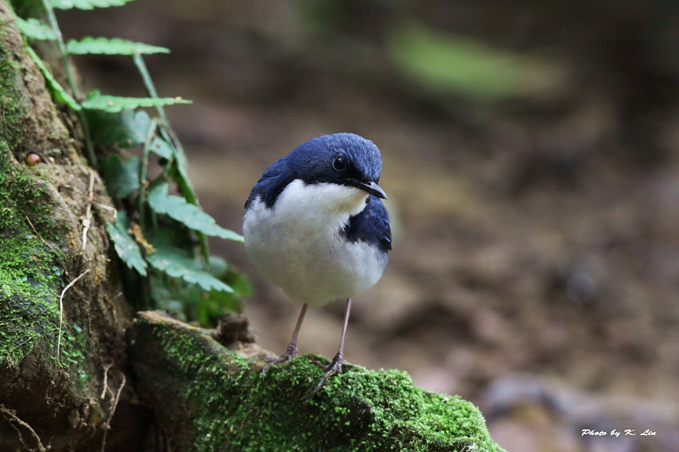 Real Monstrosities: The Blues III