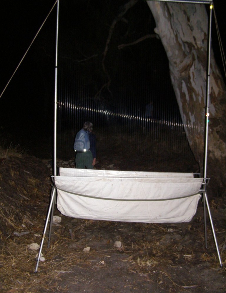 Winging It in Oz: Bat Trapping with the “Creekies”
