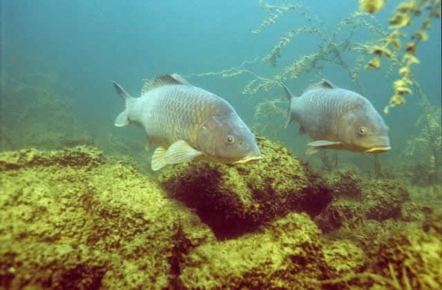 Engbretson Underwater Photography: The Common Carp: Why They're The ...
