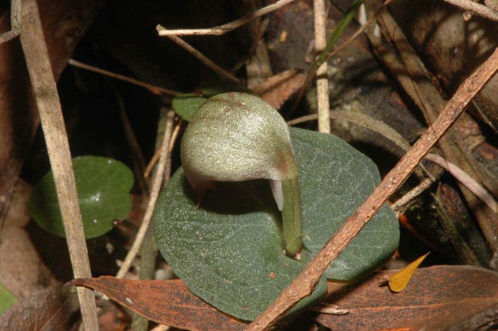The Nature of Robertson: "Helmet Orchids" - Corybas aconitiflorus