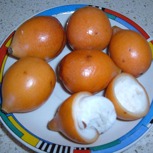 Imbé (Garcinia livingstonei) - Frutas del mundo