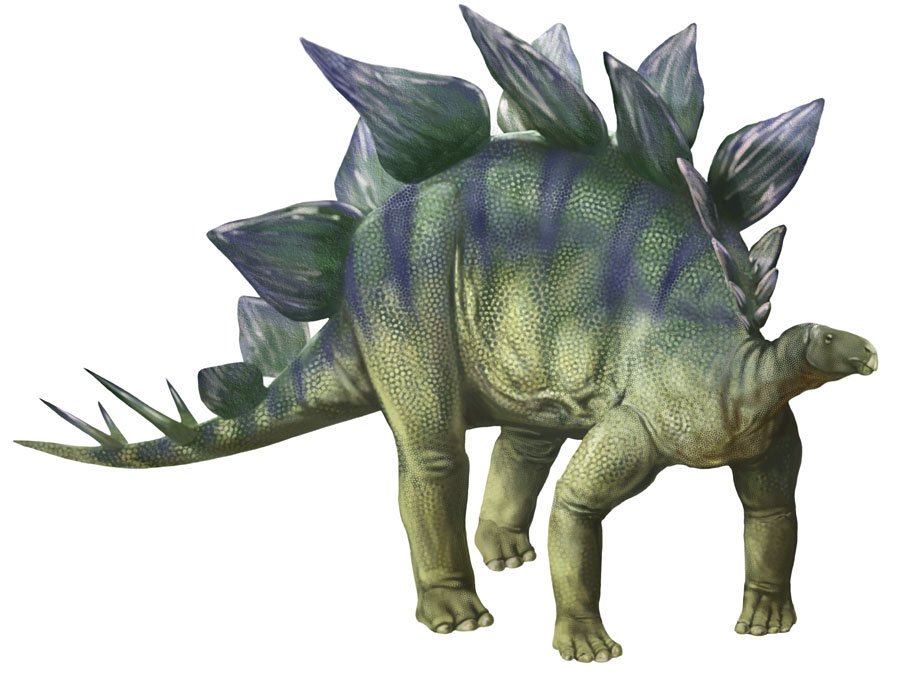 สเตโกซอรัส (Stegosaurus) - ศูนย์ข้อมูลความรู้ประชาชนกลุ่มศูนย์ ...