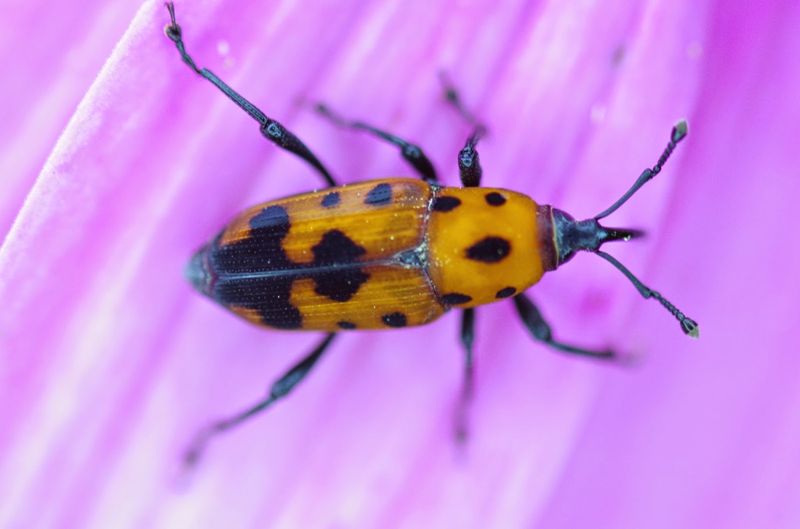 The Bugs in the Backyard: Hide and Seek, and Weirdness