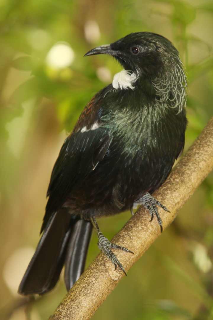 Tropical Tails Diary: New Zealand South Island 2019