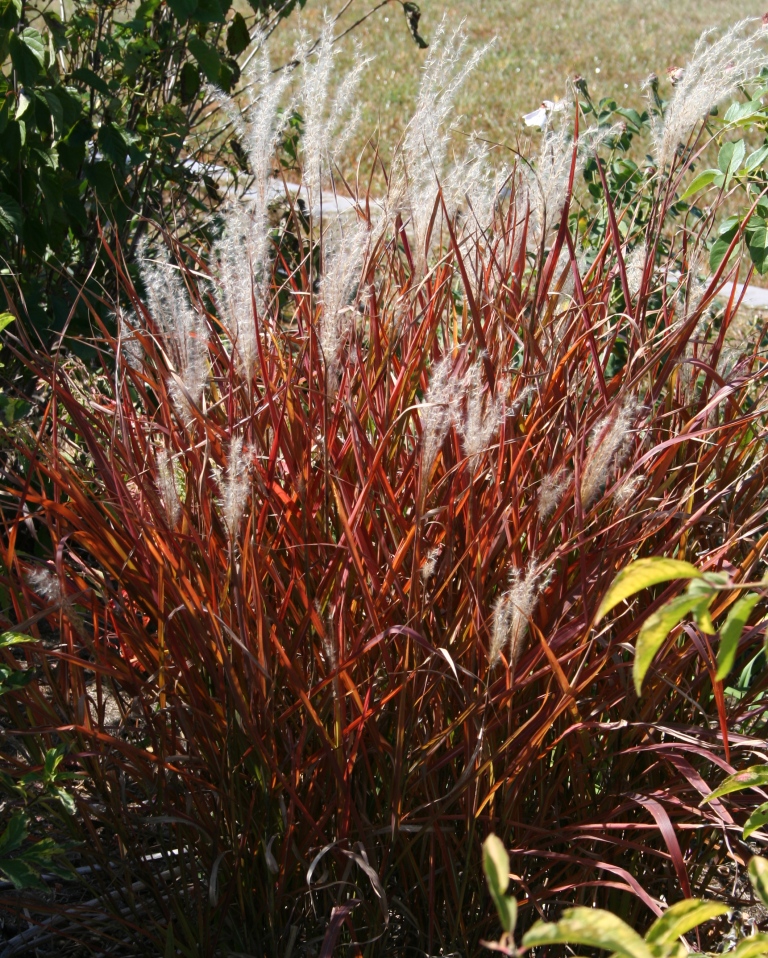 Garden Musings: Graceful Flame Grass