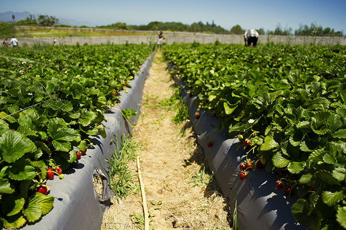 PettyAir: Travel Log| Picking Strawberries at Polkadraai Farm ...