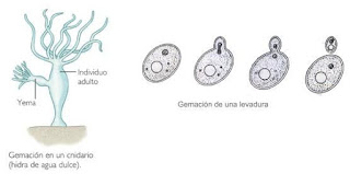 Bioblogueando con el F: Gemación