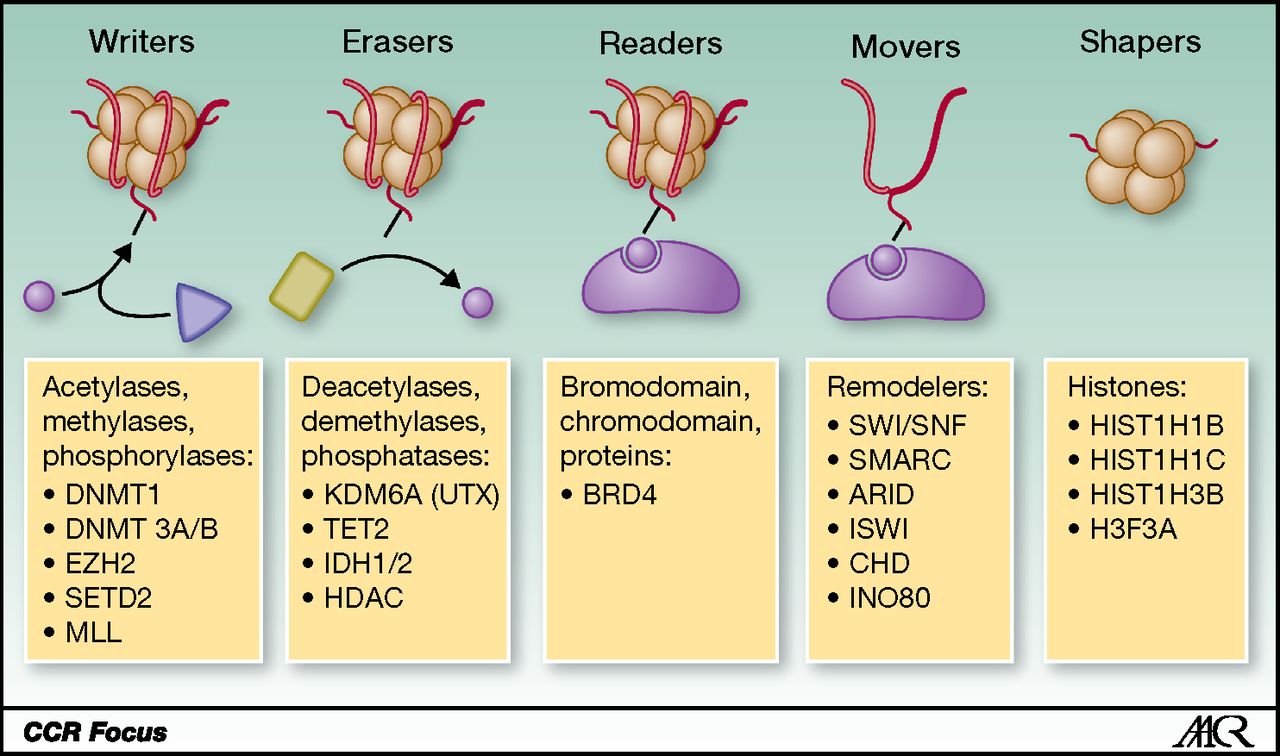 Modern Science refutes the Evolutionary theory: Histone Modifications ...