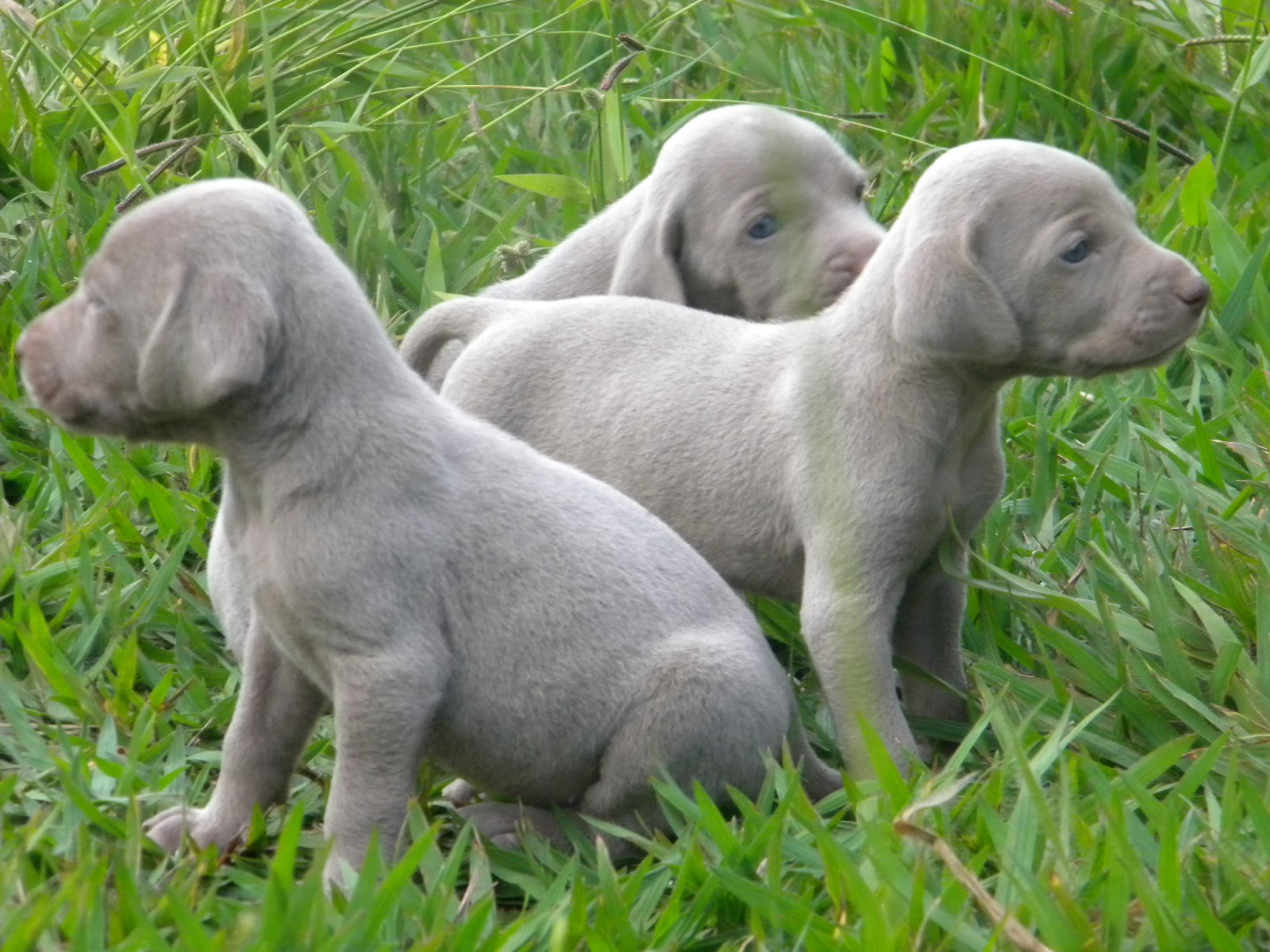 Venda de filhotes ! - PROJETO CACHORRO BOM