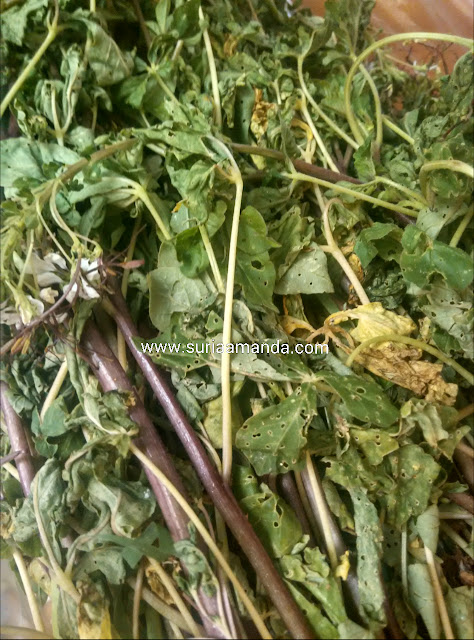 Rendang Burung Puyuh Campur Pucuk Maman ~ SURIA AMANDA