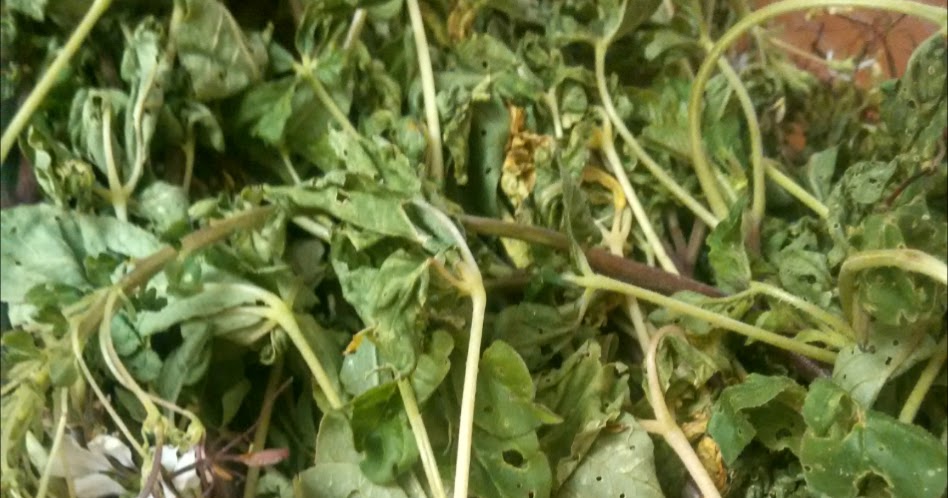 Rendang Burung Puyuh Campur Pucuk Maman ~ SURIA AMANDA