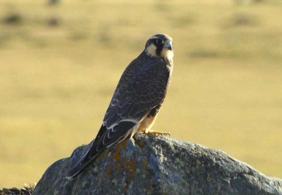 Argentina nativa: Halcón aplomado (Falco femoralis)