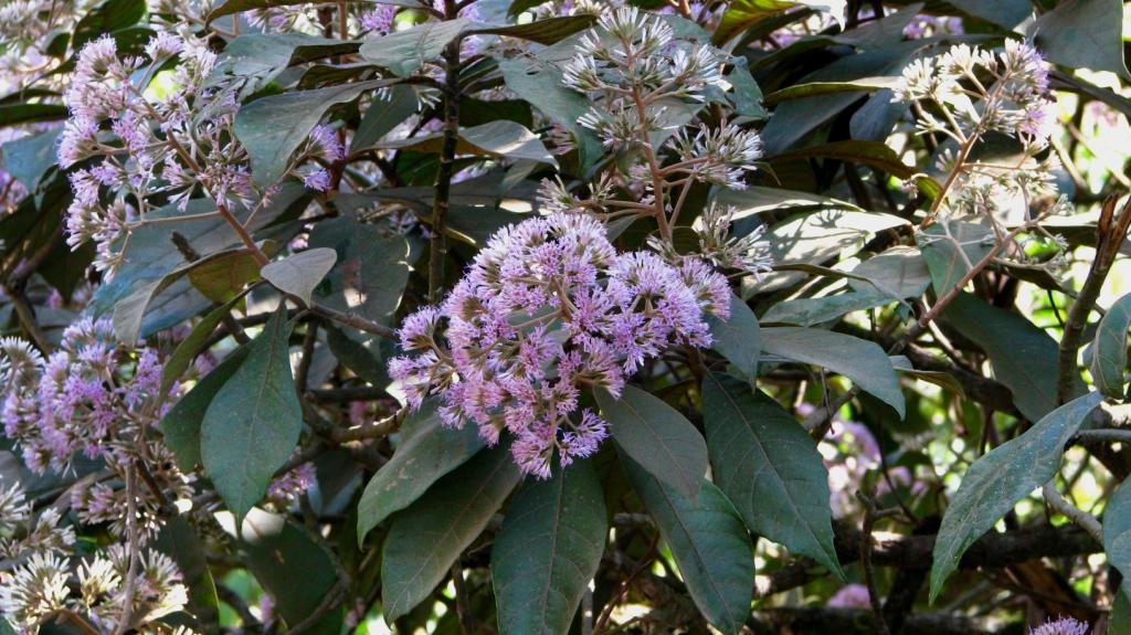 PLANET GREEN EARTH: vernonia arborea