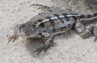 Russell Cannings's Blog: The Great Western Woodland Adventure