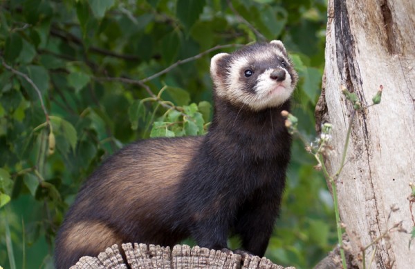 FAUNA DE TÁBARA Y SIERRA DE LA CULEBRA: TURÓN