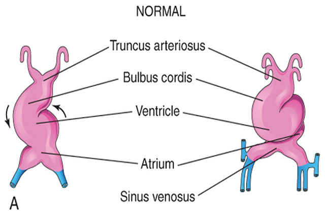 MBBS Medicine (Humanity First): Cardiovascular Embryology