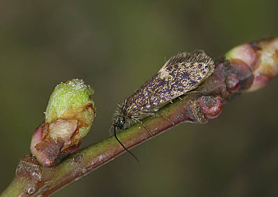 Charlie's moths of Calderdale.: ERIOCRANIIDAE