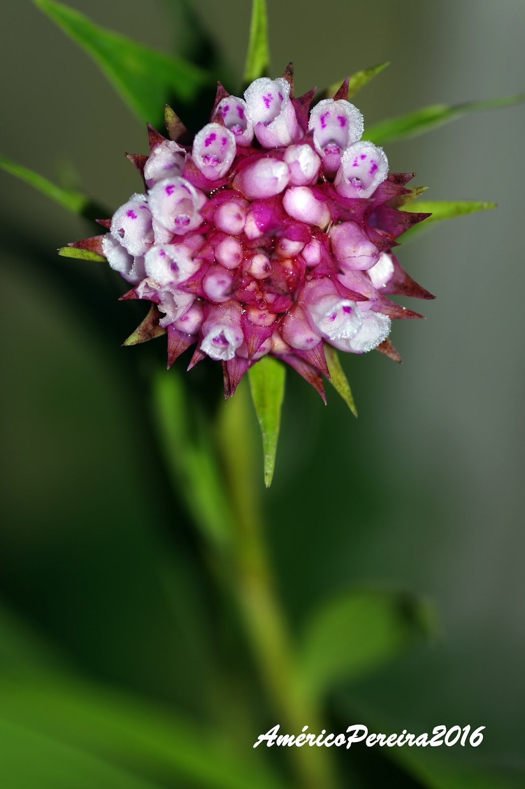 Orquídeas soltas: Elleanthus capitatus