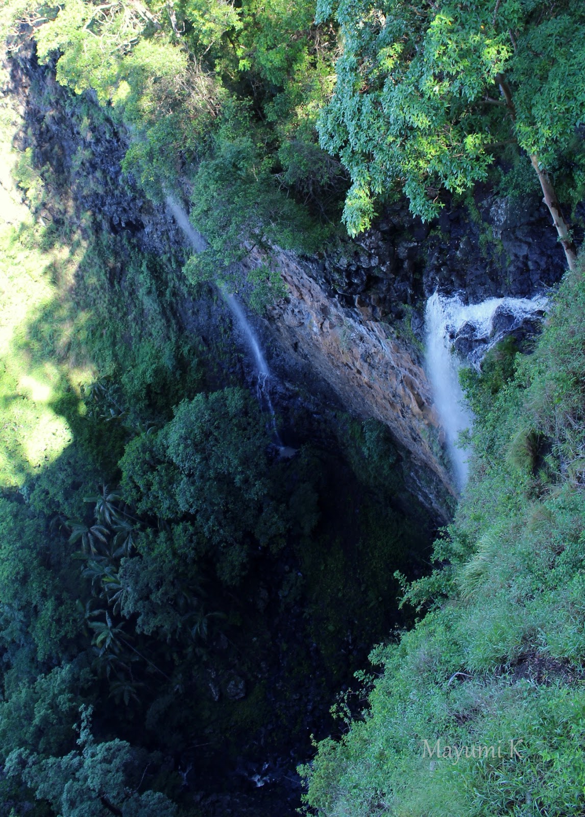 ブッシュウォーク Mapleton Falls National Park - SUNSHINE SPIRIT
