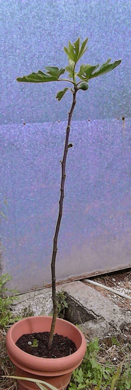 agriculturando: margotta di fico