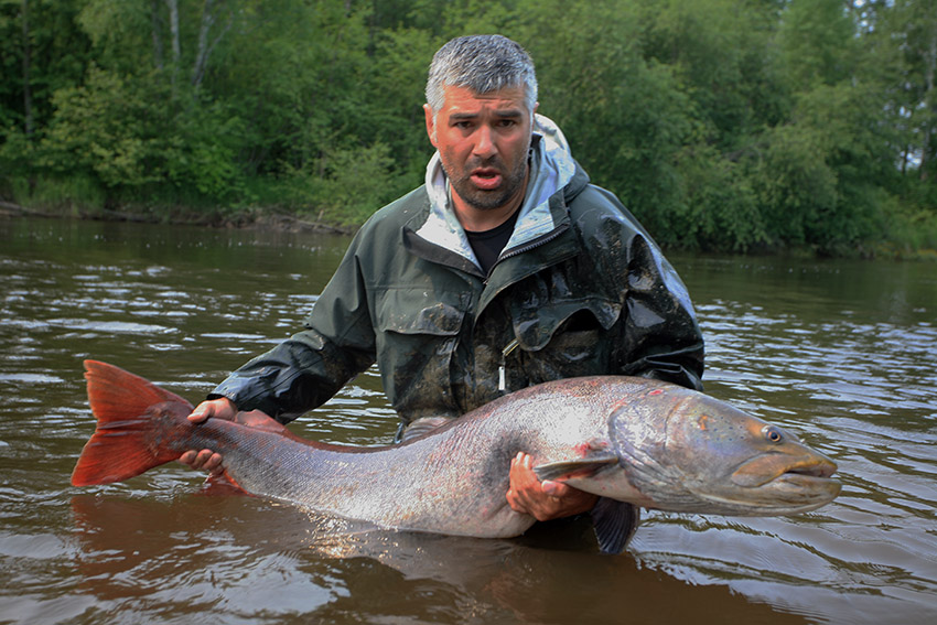 Chavanga Fish Blog: Giant taimen fishing. Part 1. Part 2. NEW pics
