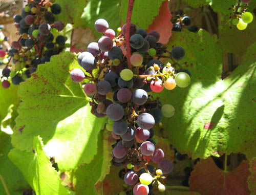 Mother Nature's Backyard - A Water-wise Garden: Fall Color with ...