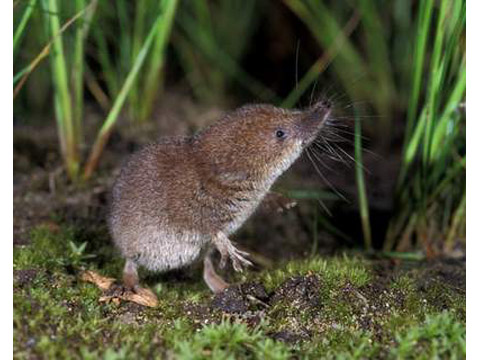 Kosas Kuriosas: La musaraña enana el mamífero más pequeño del mundo