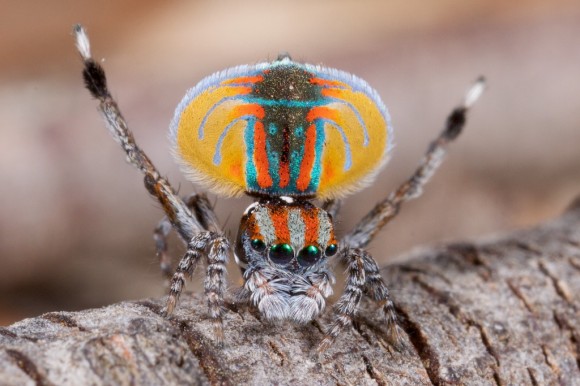 Creativity: Peacock spiders ... The world's most beautiful spiders