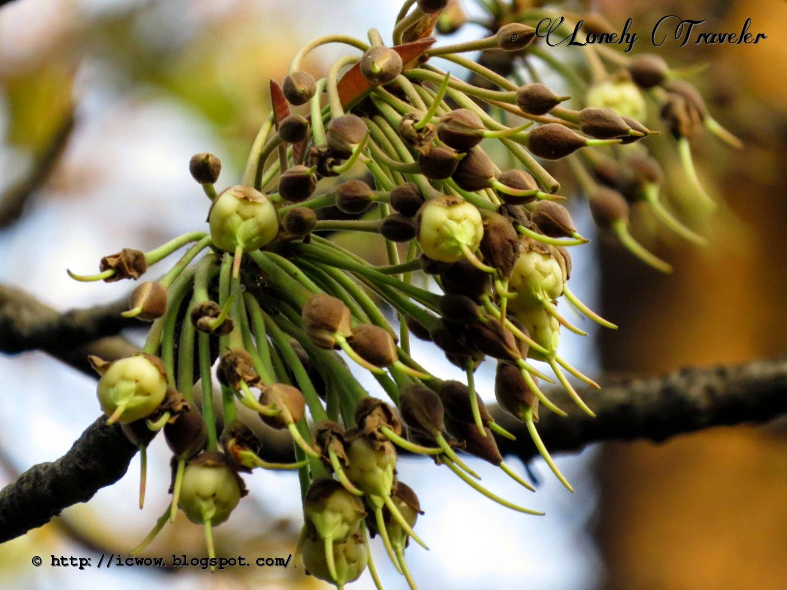 Mohua ful (মহুয়া ফুল) - Madhuca longifolia