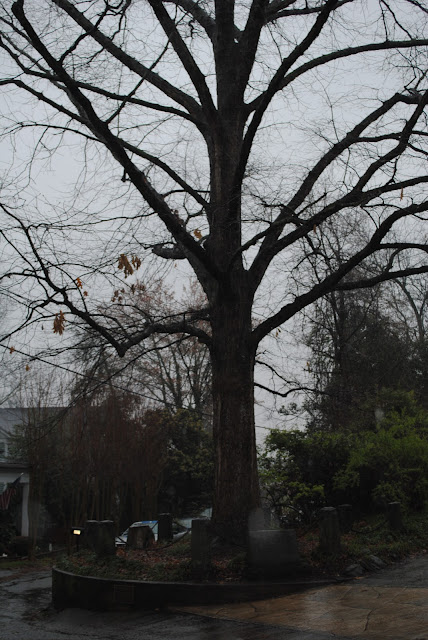 The Carpetbagger: The Tree that Owns Itself