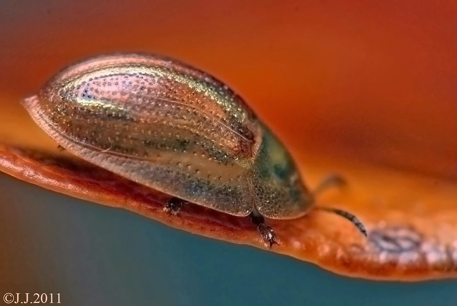 JJ's Photographic nature blog: The Beetles...