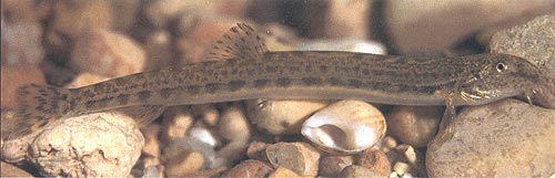 Bioducto: Ictiofauna afectada por el hombre en la cuenca del río Duero