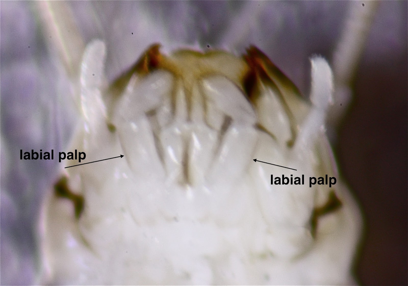 Aquatic Insects of Central Virginia: The small minnow mayfly ...