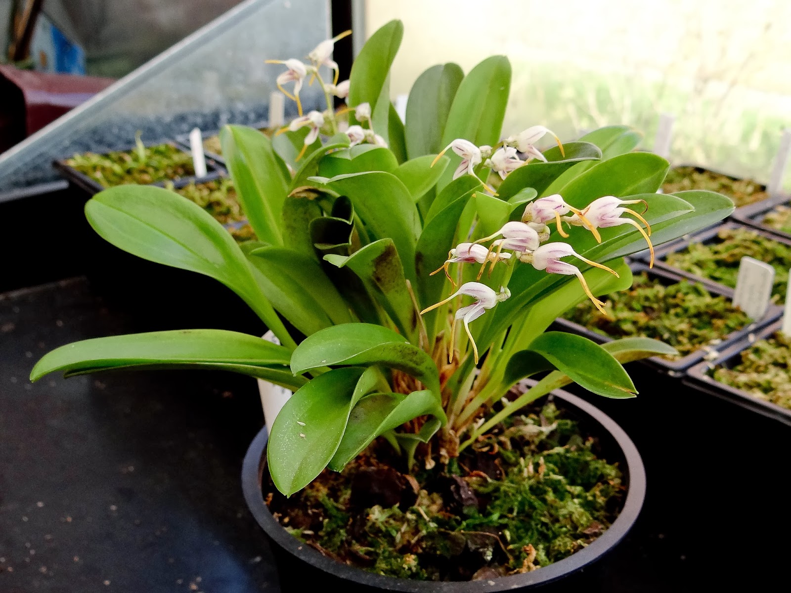 Masdevallia caloptera care and culture | Travaldo's blog