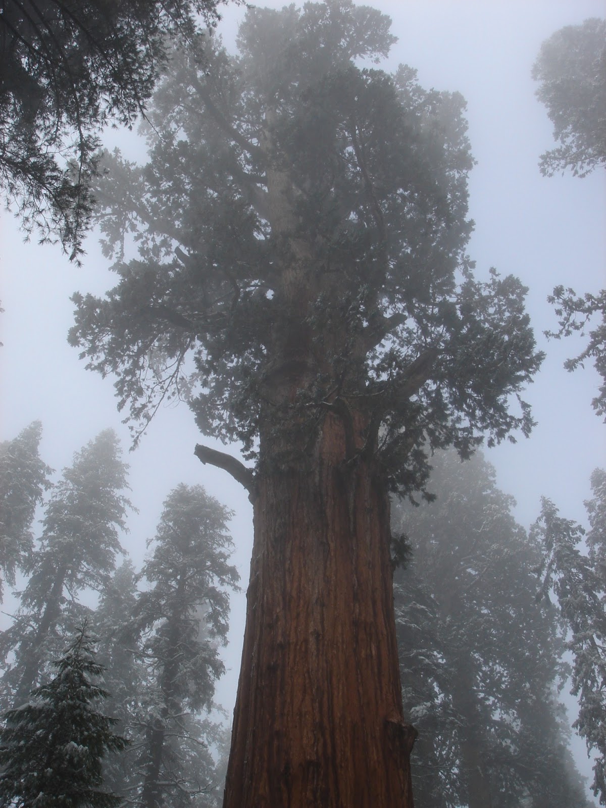 Geography of the Sierra Nevada Mountain Range: Sequoia National Park