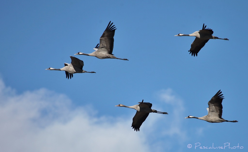 Pescalune Photo: Grue cendrée (Grus grus), Common Crane