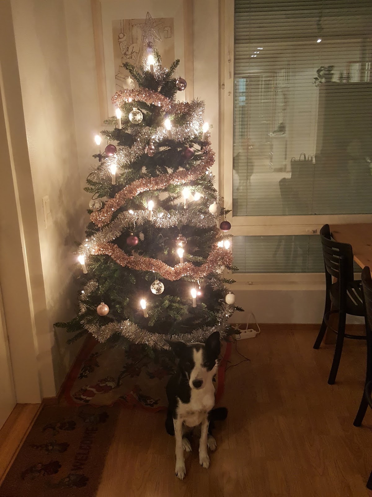 Tollerwichit treenaa: Oi kuusi puu!