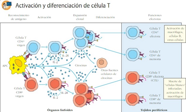 INMUNOLOGER: Linfocitos T y citocinas.