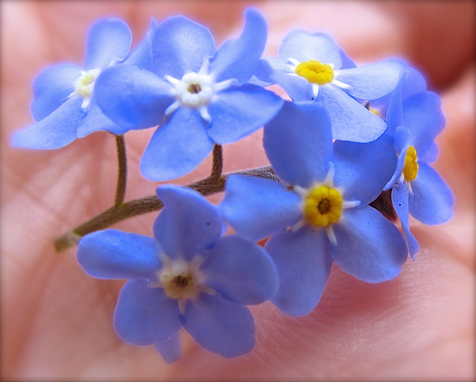 Addicted to Making: Forget-me-knots & starting again..