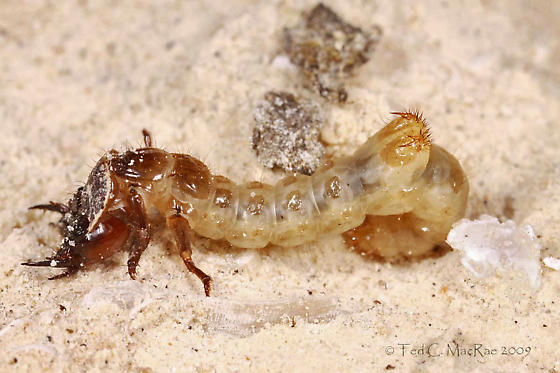 Growing Up In Waldron: In Search of the World's Meanest Worm