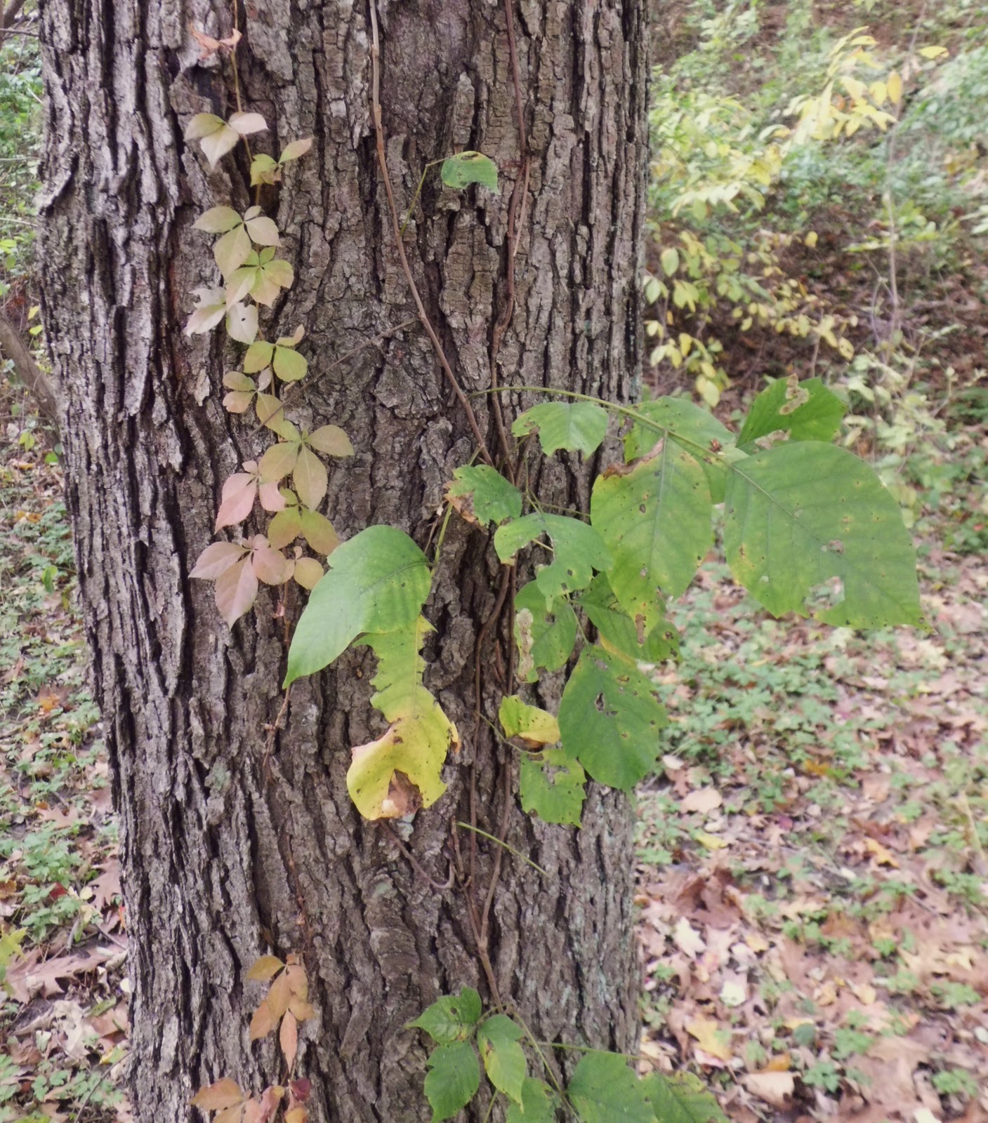 Growing Hermione's Garden: Leaves Of Three, Let It Be - Toxicodendron ...
